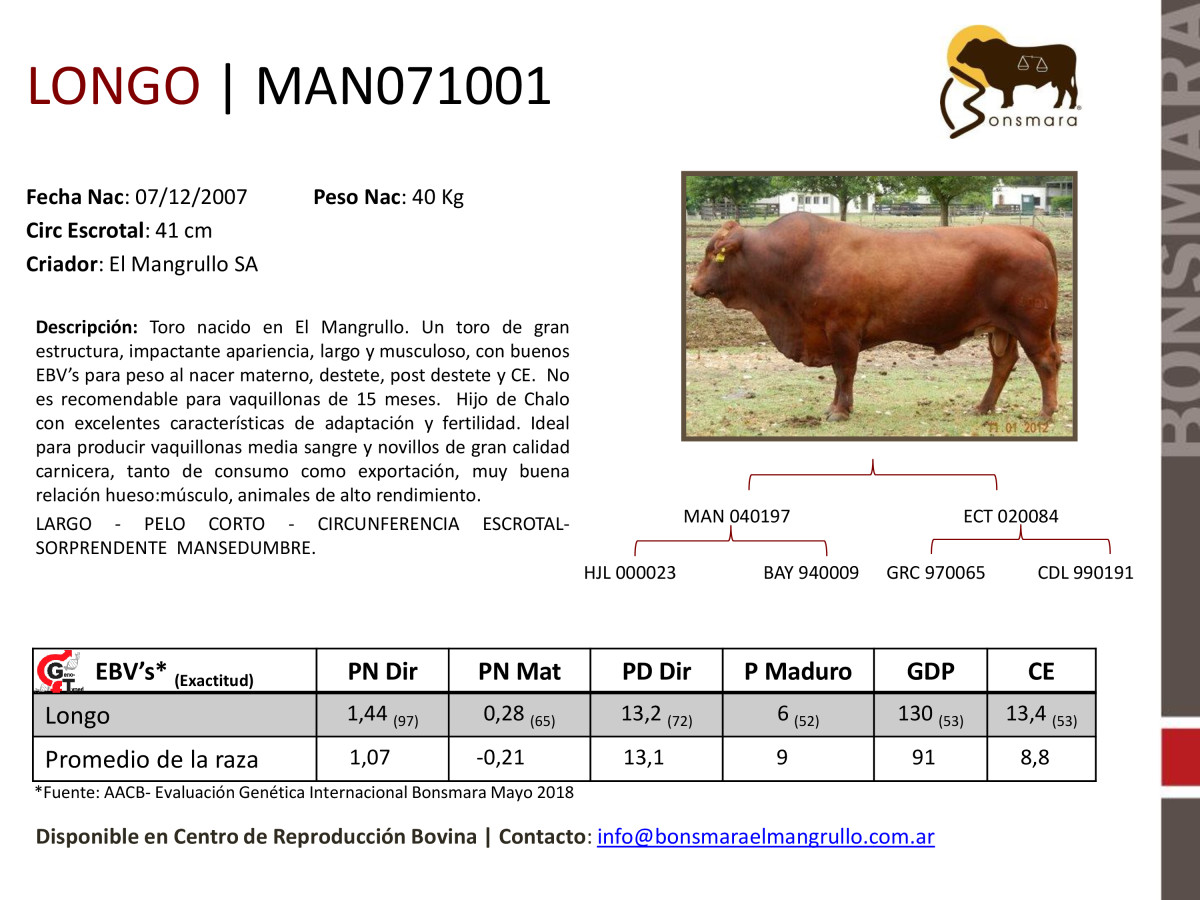 Catálogo Bonsmara | Bonsmara