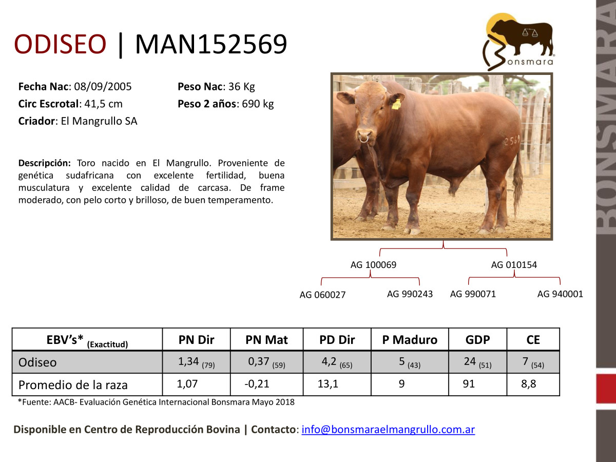 Catálogo Bonsmara | Bonsmara