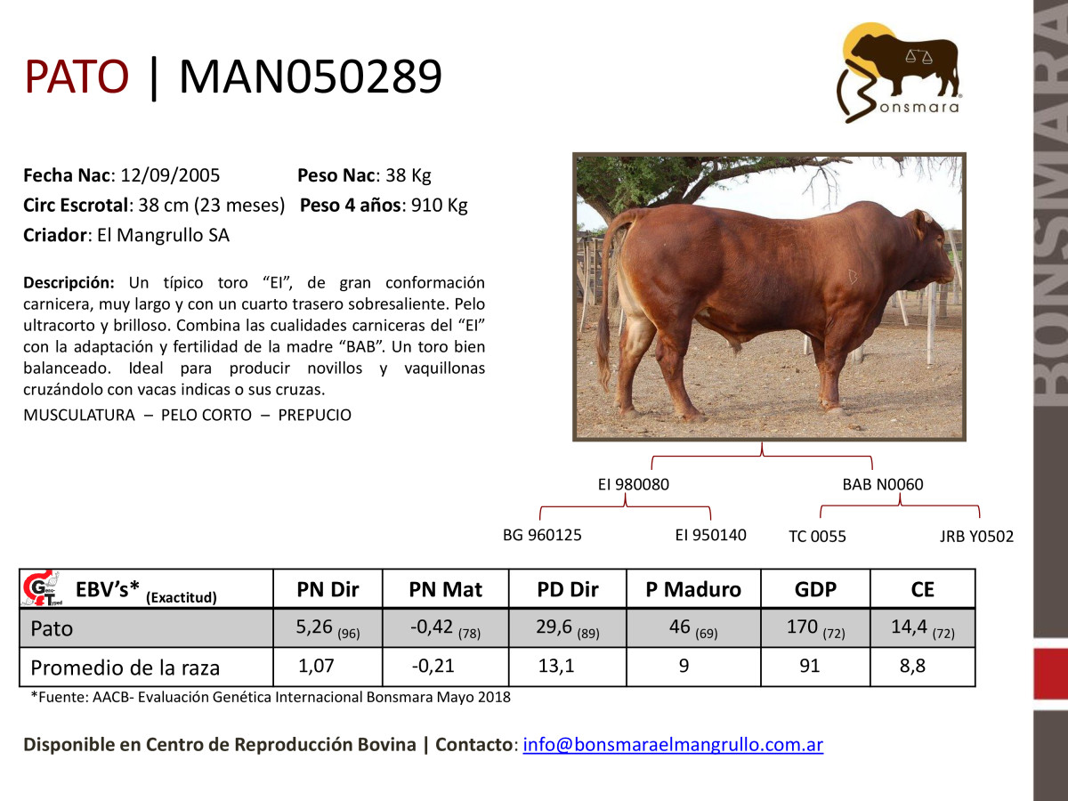 Catálogo Bonsmara | Bonsmara