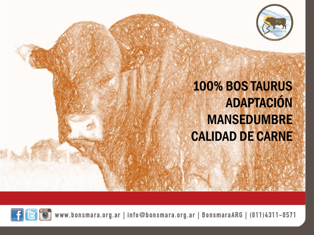 Catálogo Bonsmara | Bonsmara