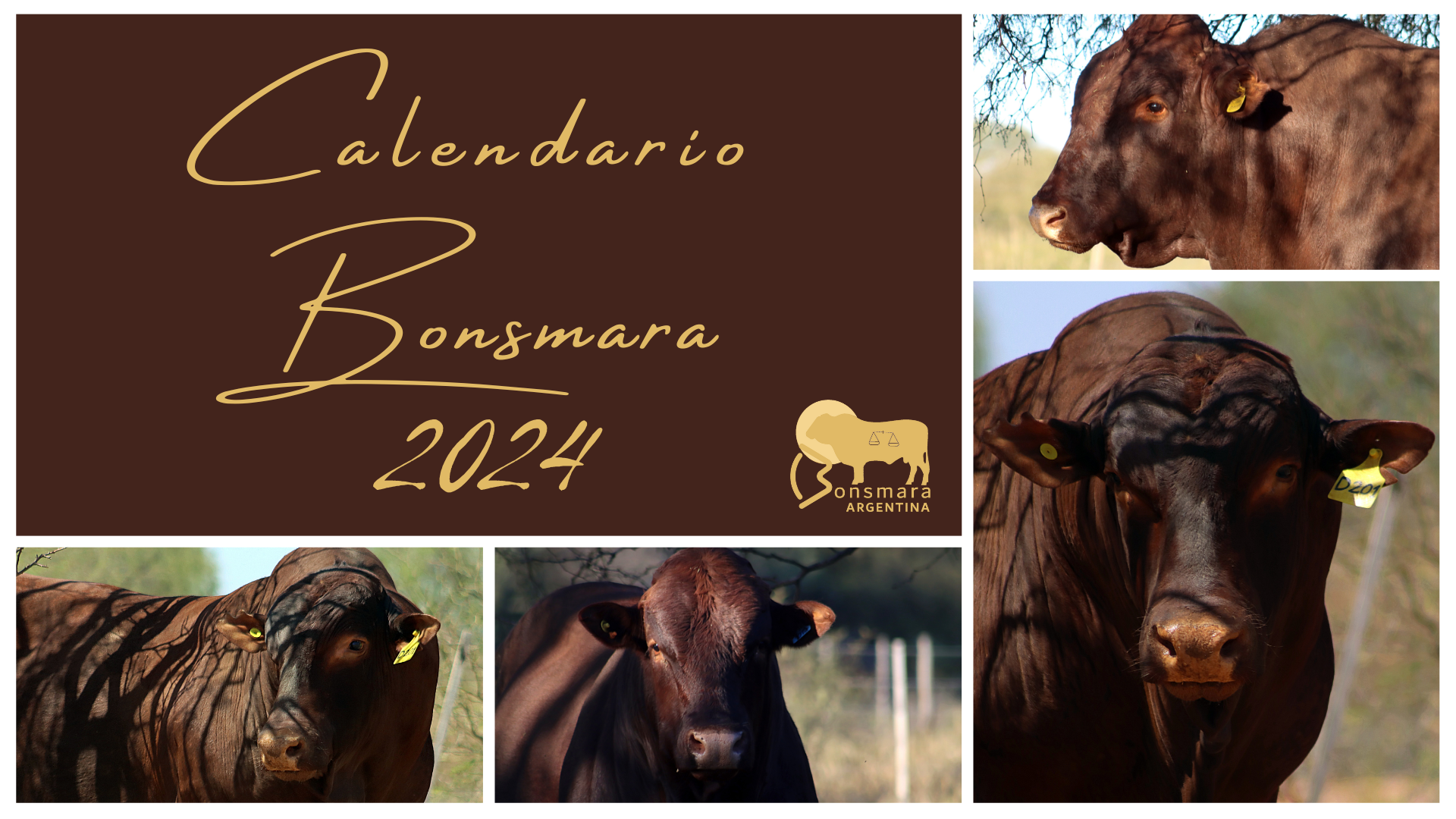 Calendario Bonsmara 2024 | Bonsmara