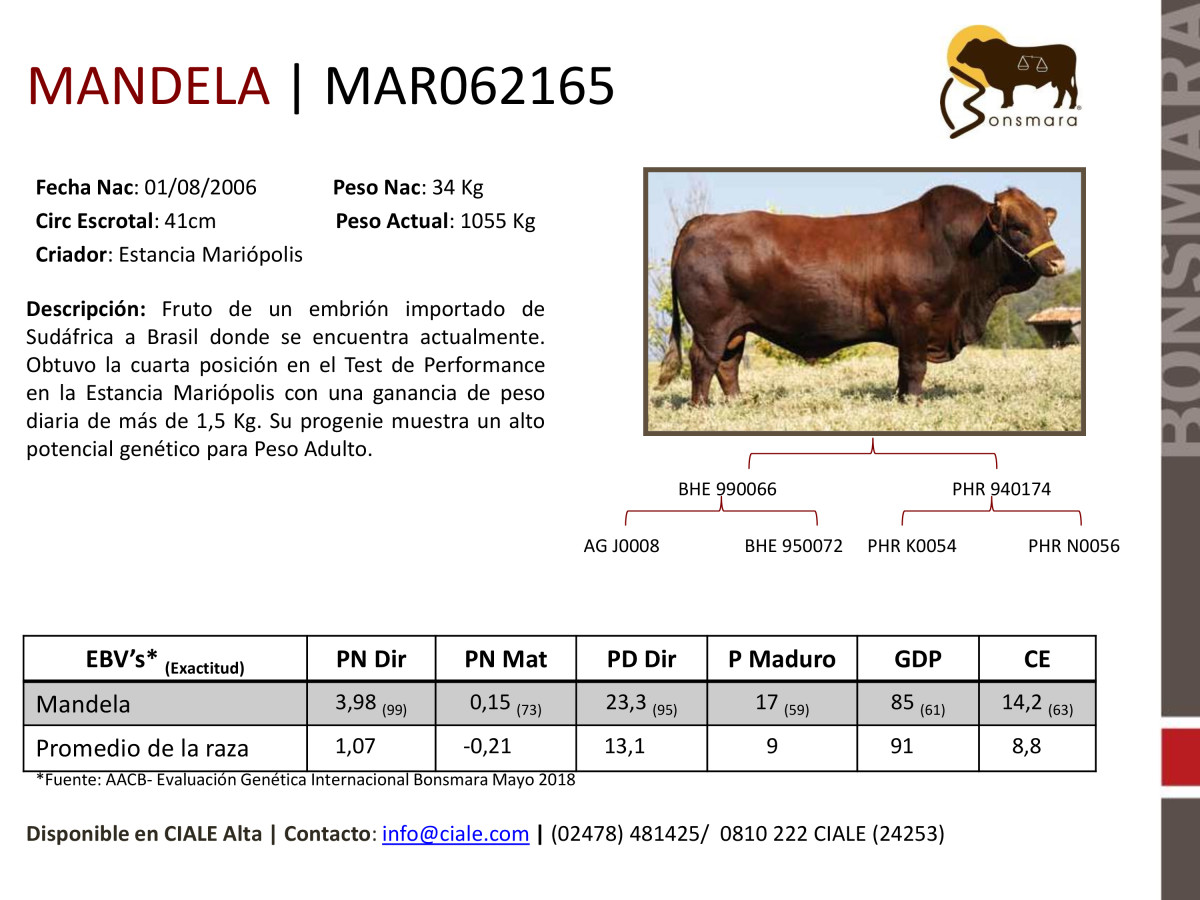 Catálogo Bonsmara | Bonsmara