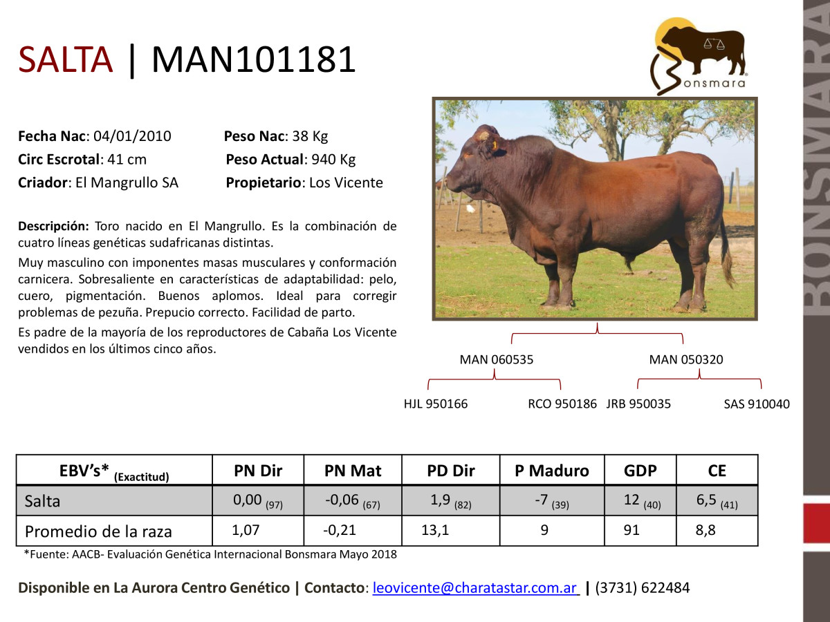 Catálogo Bonsmara | Bonsmara