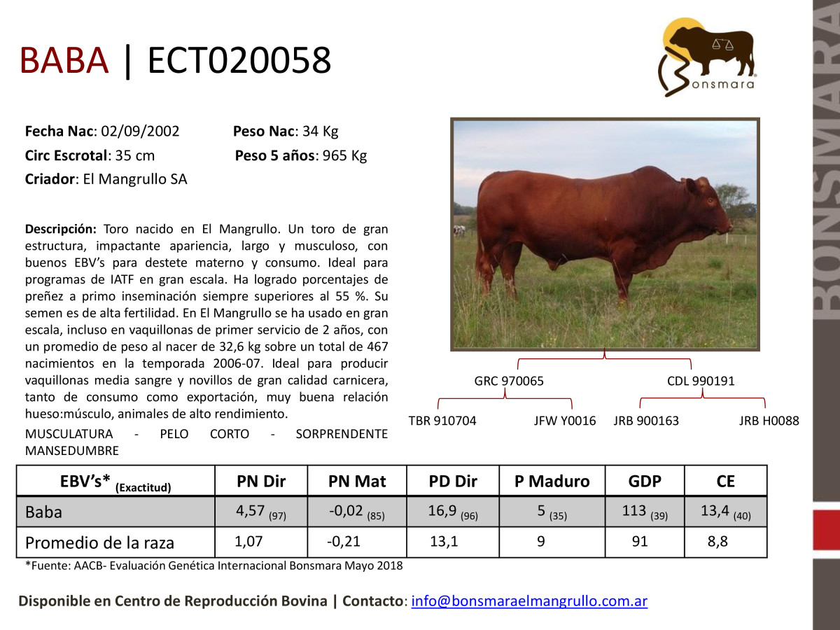 Catálogo Bonsmara | Bonsmara